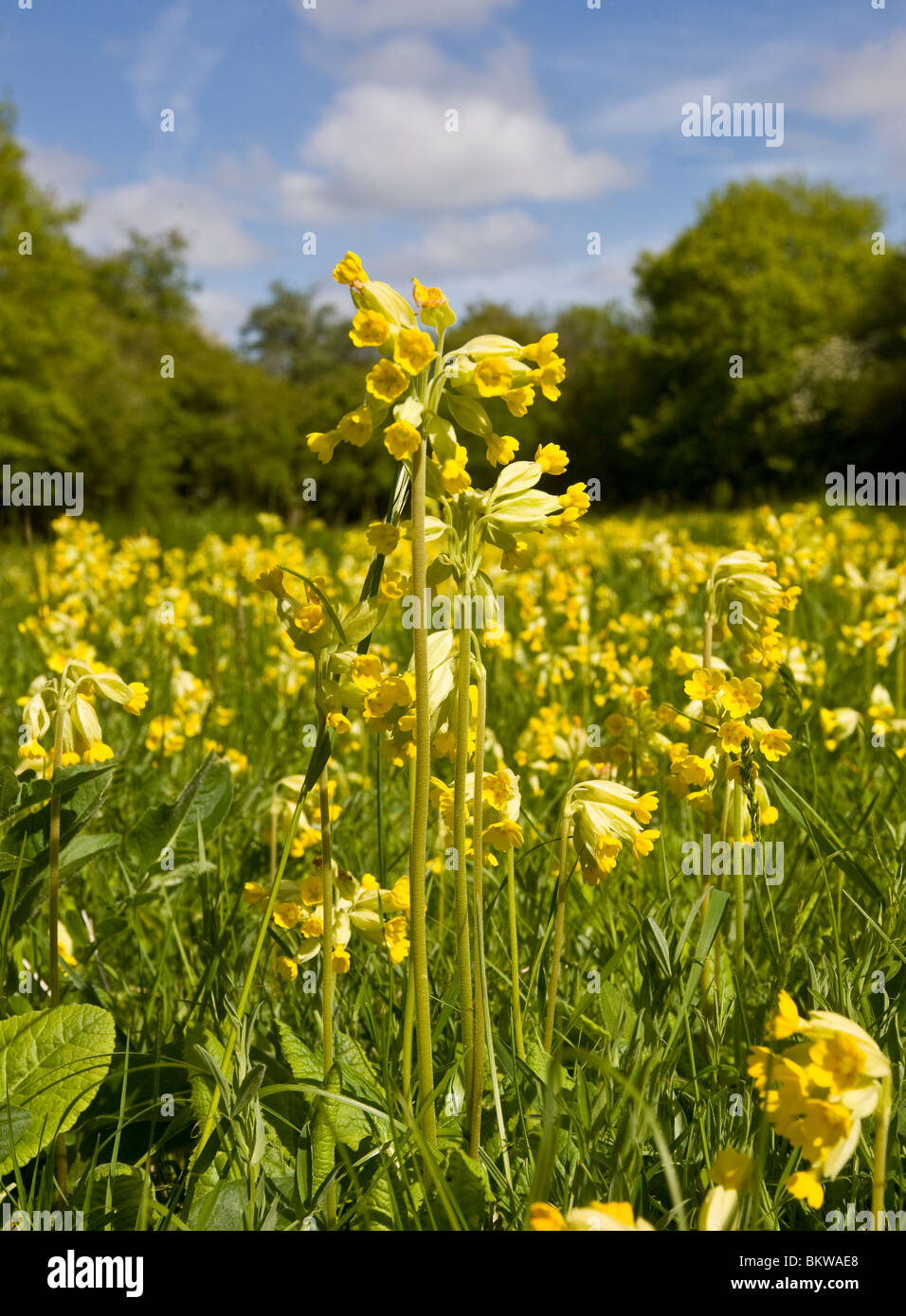 Cowslips in meadow Oxfordshire Stock Photo - Alamy