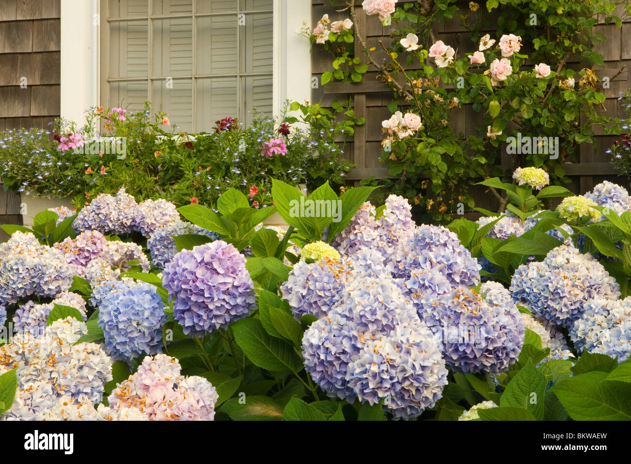 Hydrangea and Nantucket garden Stock Photo - Alamy