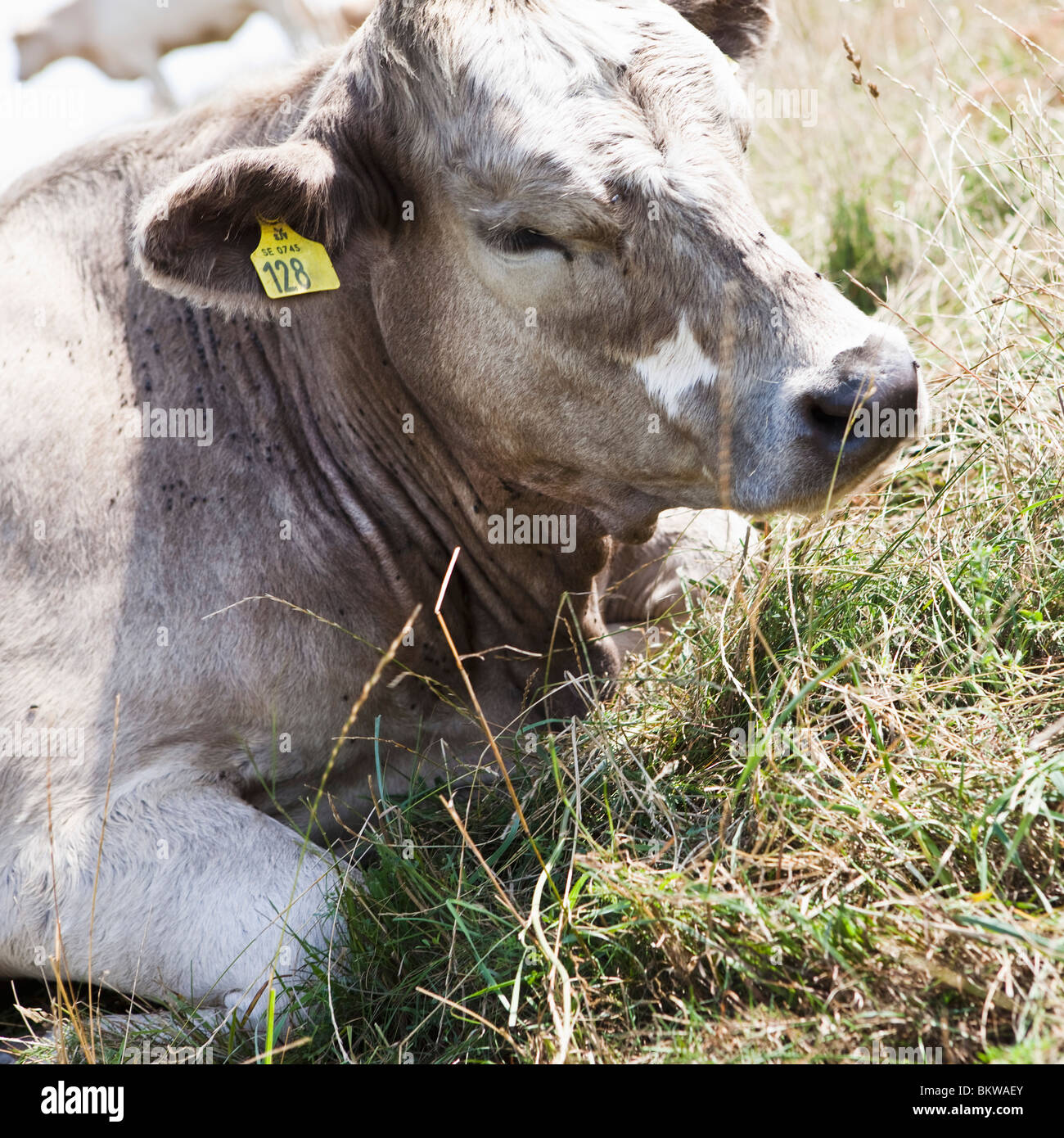 Closeup of cows eye hi-res stock photography and images - Alamy