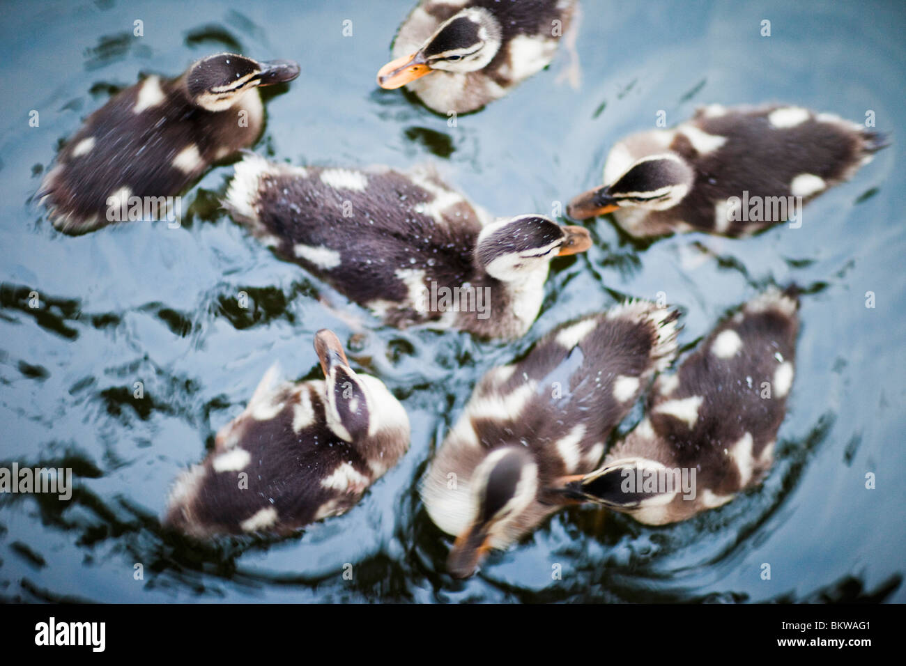 Many Ducks High Resolution Stock Photography and Images - Alamy