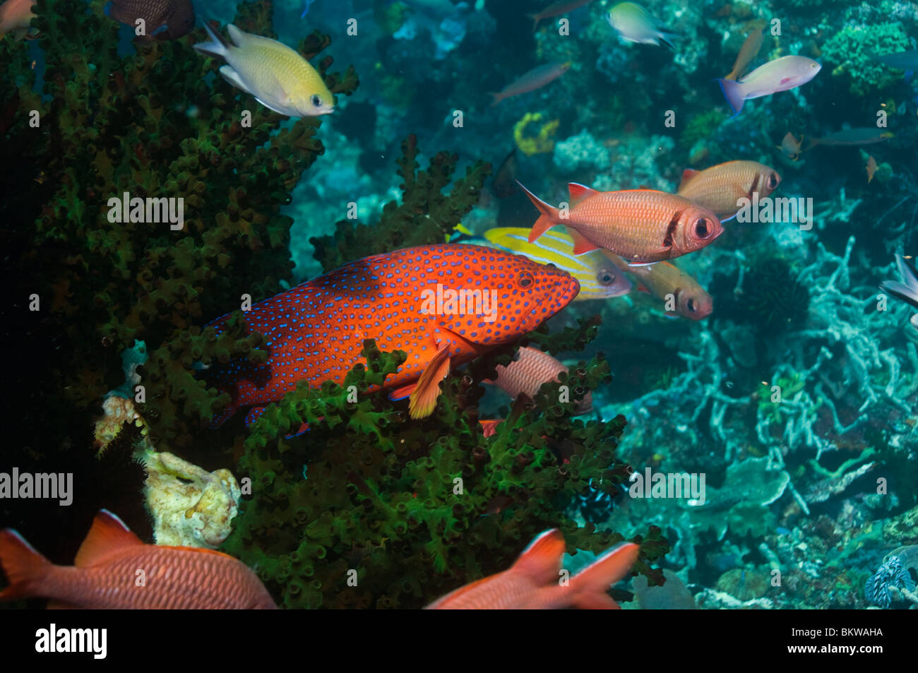 Coral hind (Cephalopholis miniata) over coral reef with fish. Rinca ...