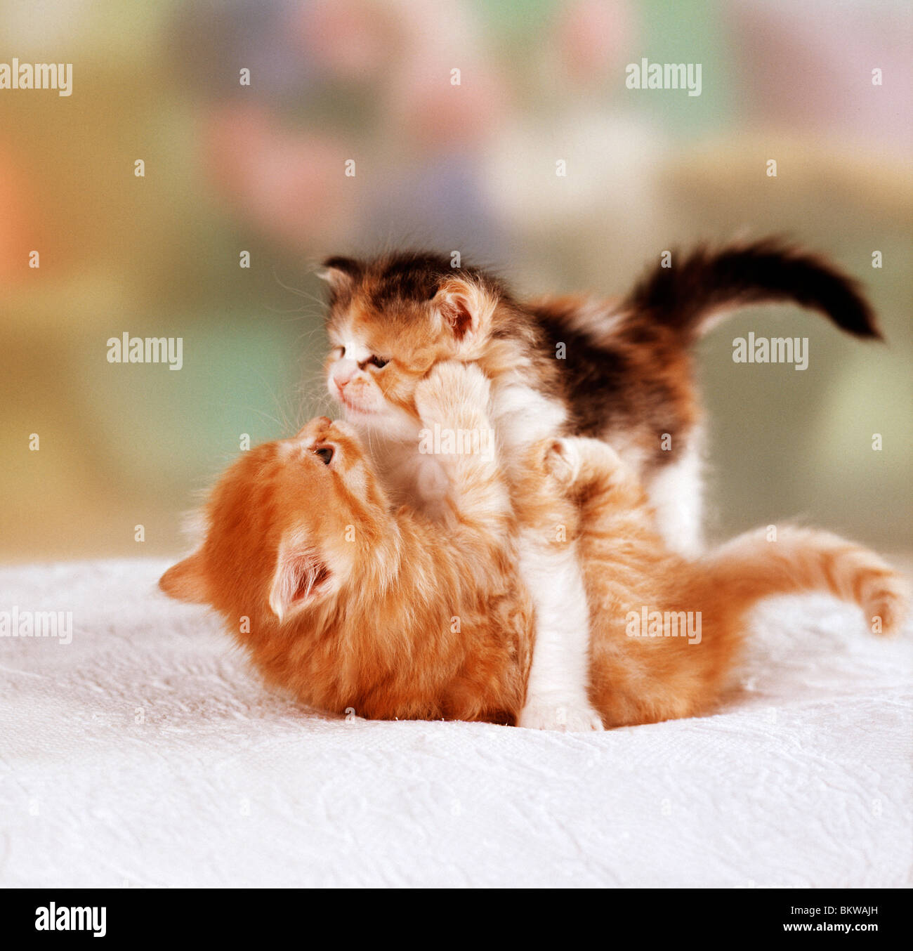 Many kittens hi-res stock photography and images - Alamy