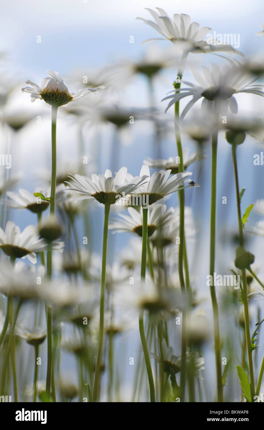 Ox eye plant hi-res stock photography and images - Alamy