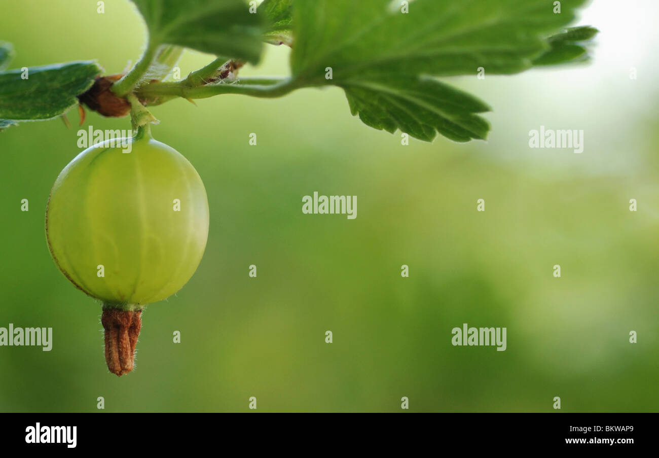 Gooseberry hi-res stock photography and images - Alamy