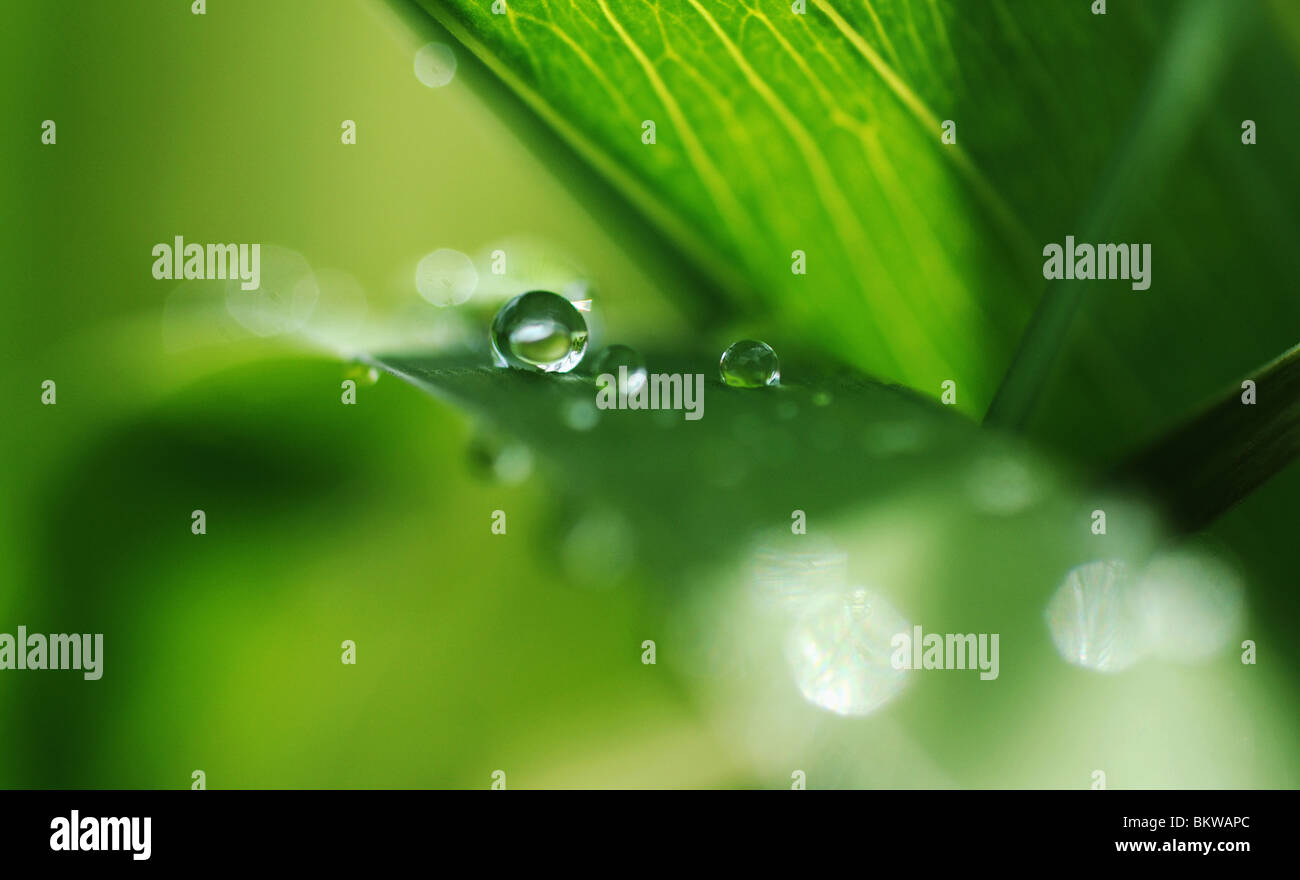 Drop Of Dew And Leaf High Resolution Stock Photography and Images - Alamy