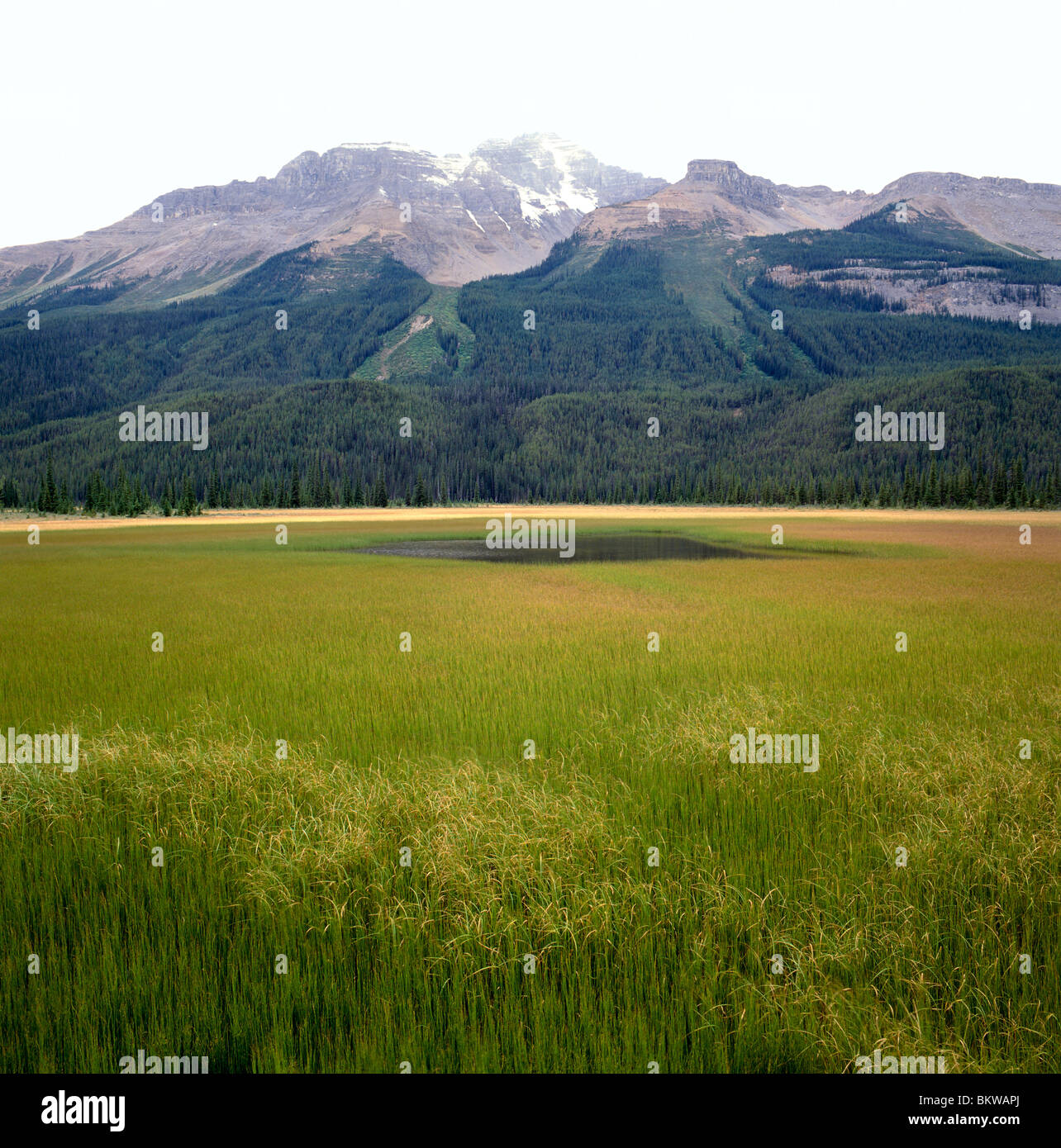 Alberta wetlands hi-res stock photography and images - Alamy
