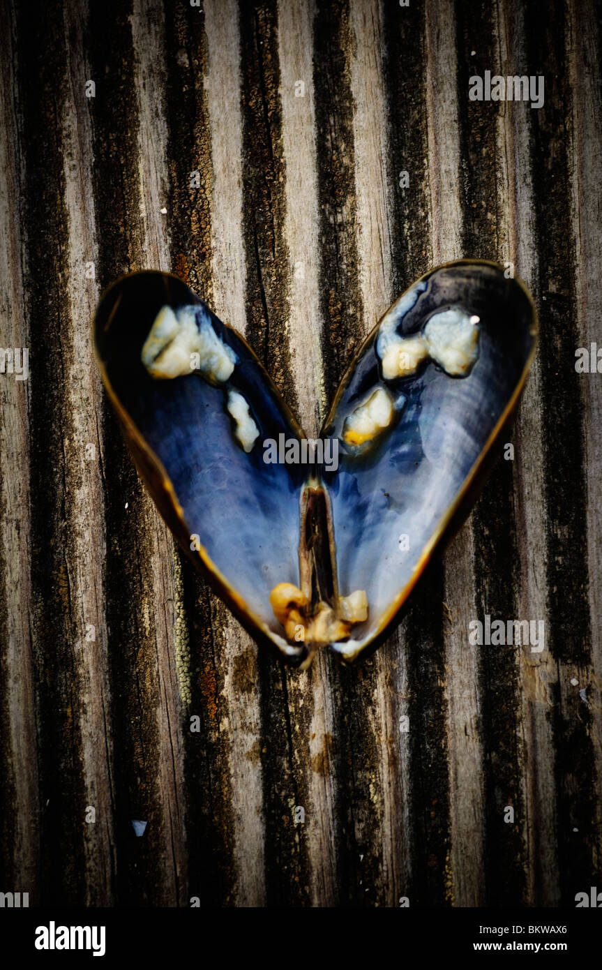 Open Clam High Resolution Stock Photography and Images - Alamy