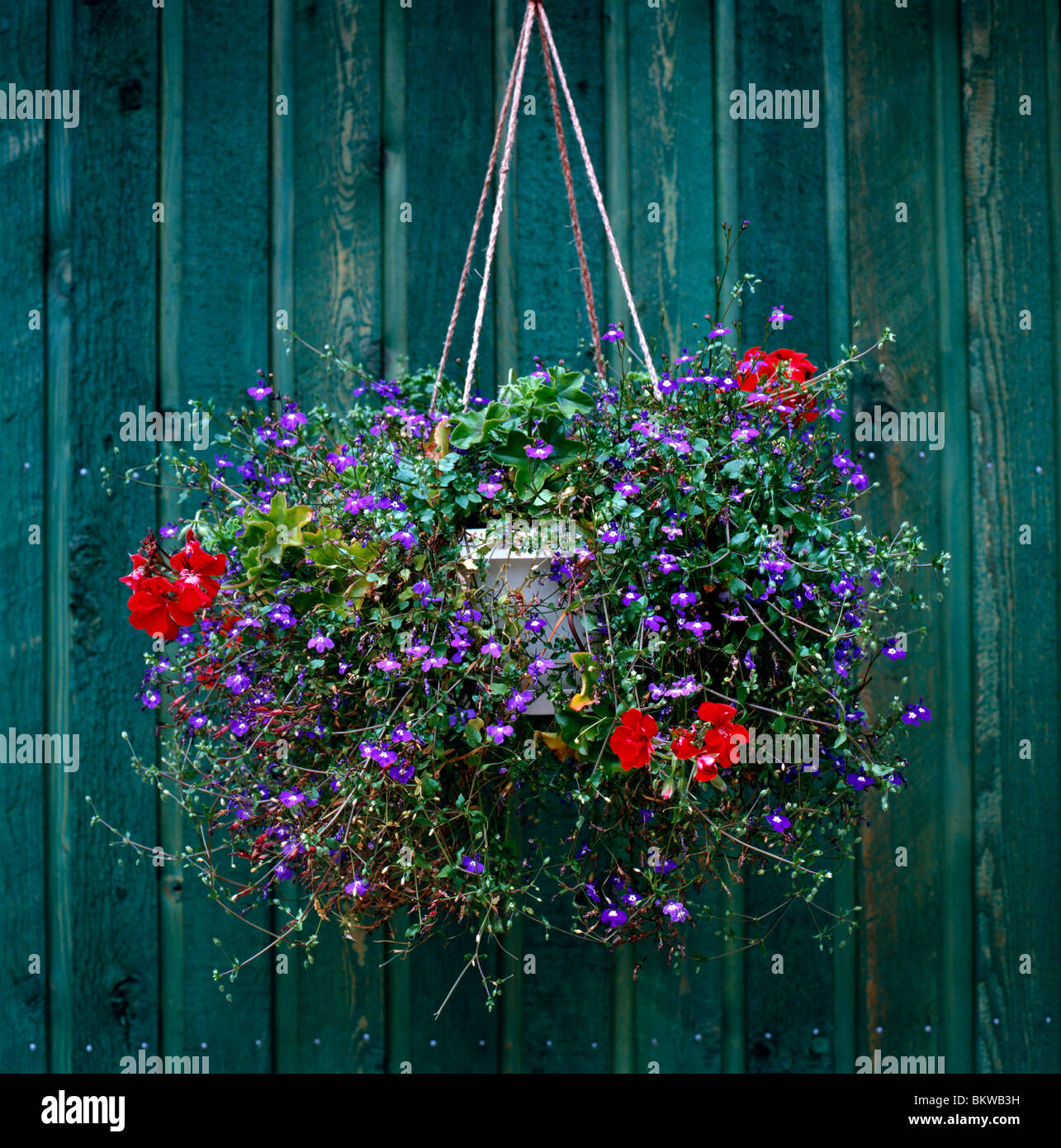 Geraniums lobelia hi-res stock photography and images - Alamy
