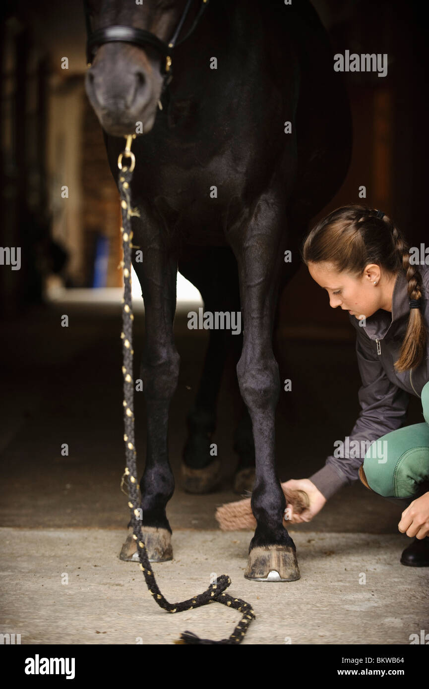 Stable Horses High Resolution Stock Photography and Images - Alamy