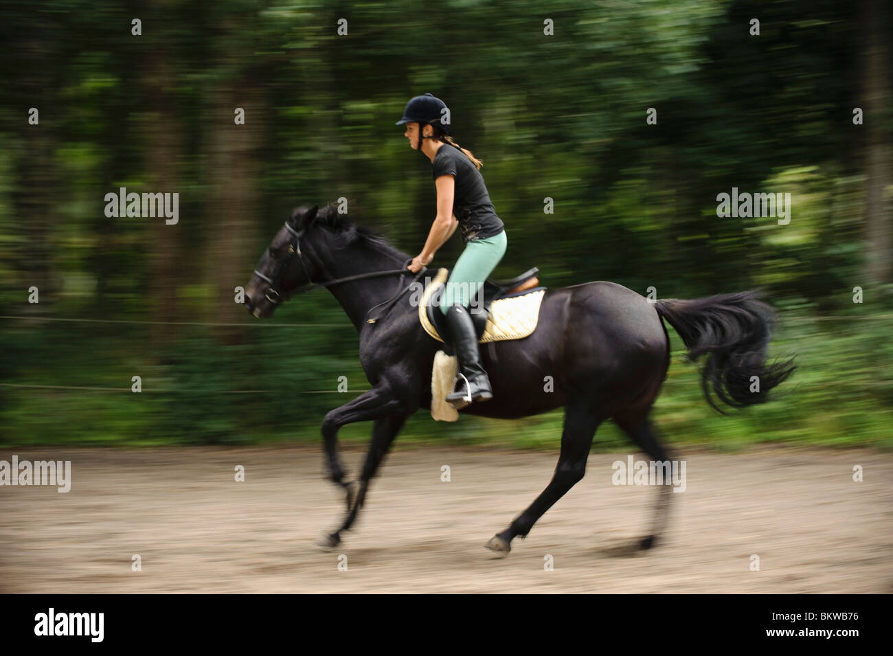 Galoping Horse High Resolution Stock Photography and Images - Alamy