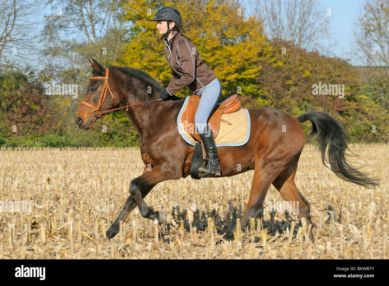 young woman riding on Welsh Cob horse Stock Photo - Alamy