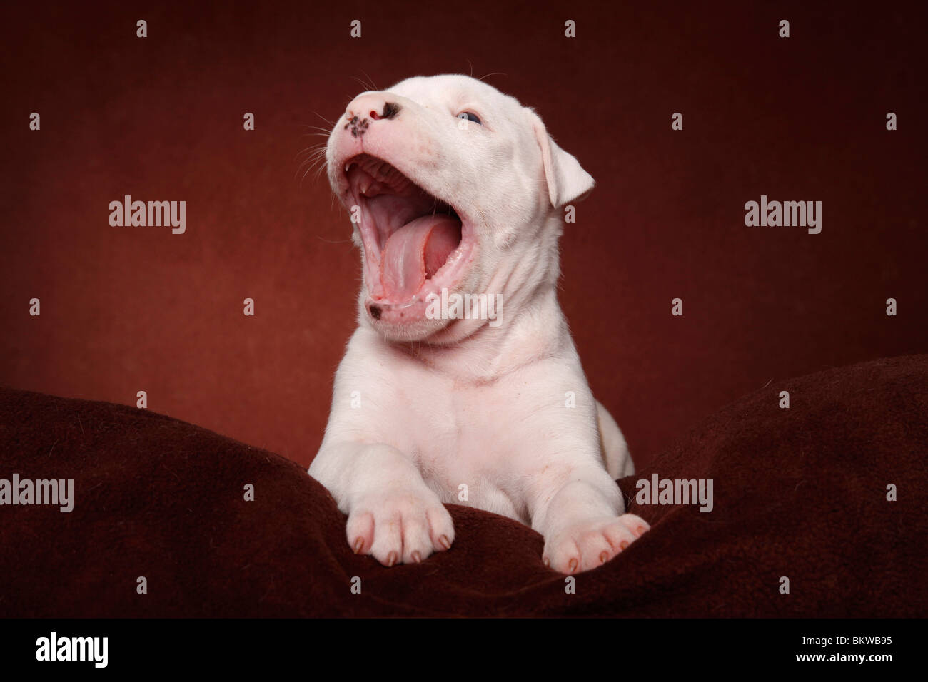 American bulldog yawning hi-res stock photography and images - Alamy