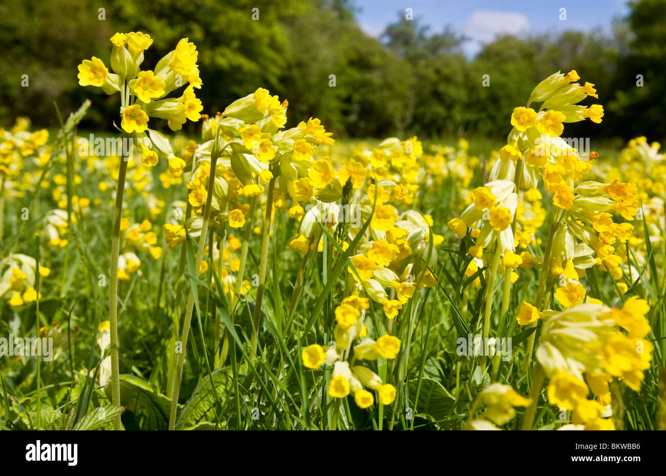 Cowslips in meadow Oxfordshire Stock Photo - Alamy