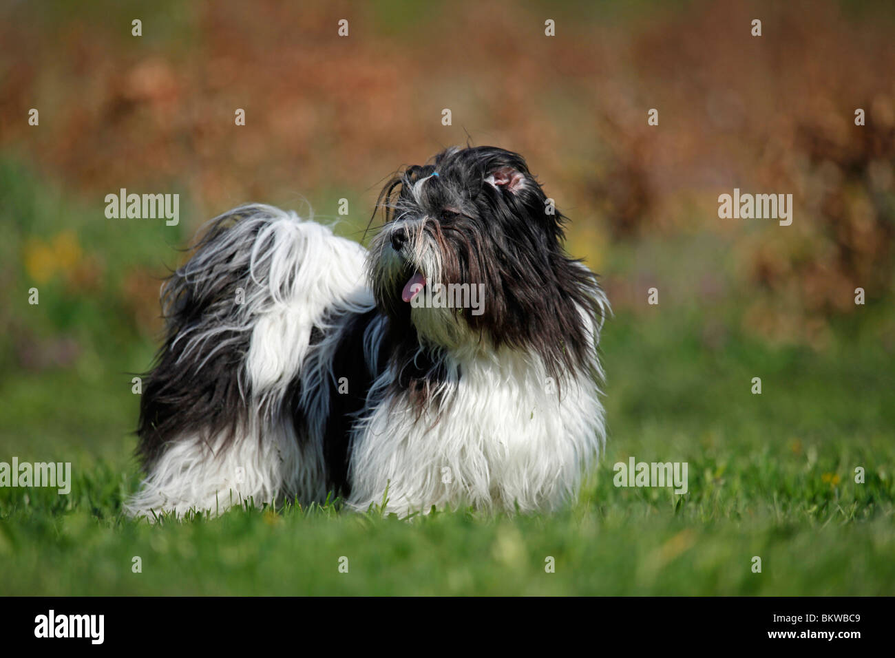 stehender Lhasa Apso / standing Lhasa Apso Stock Photo - Alamy