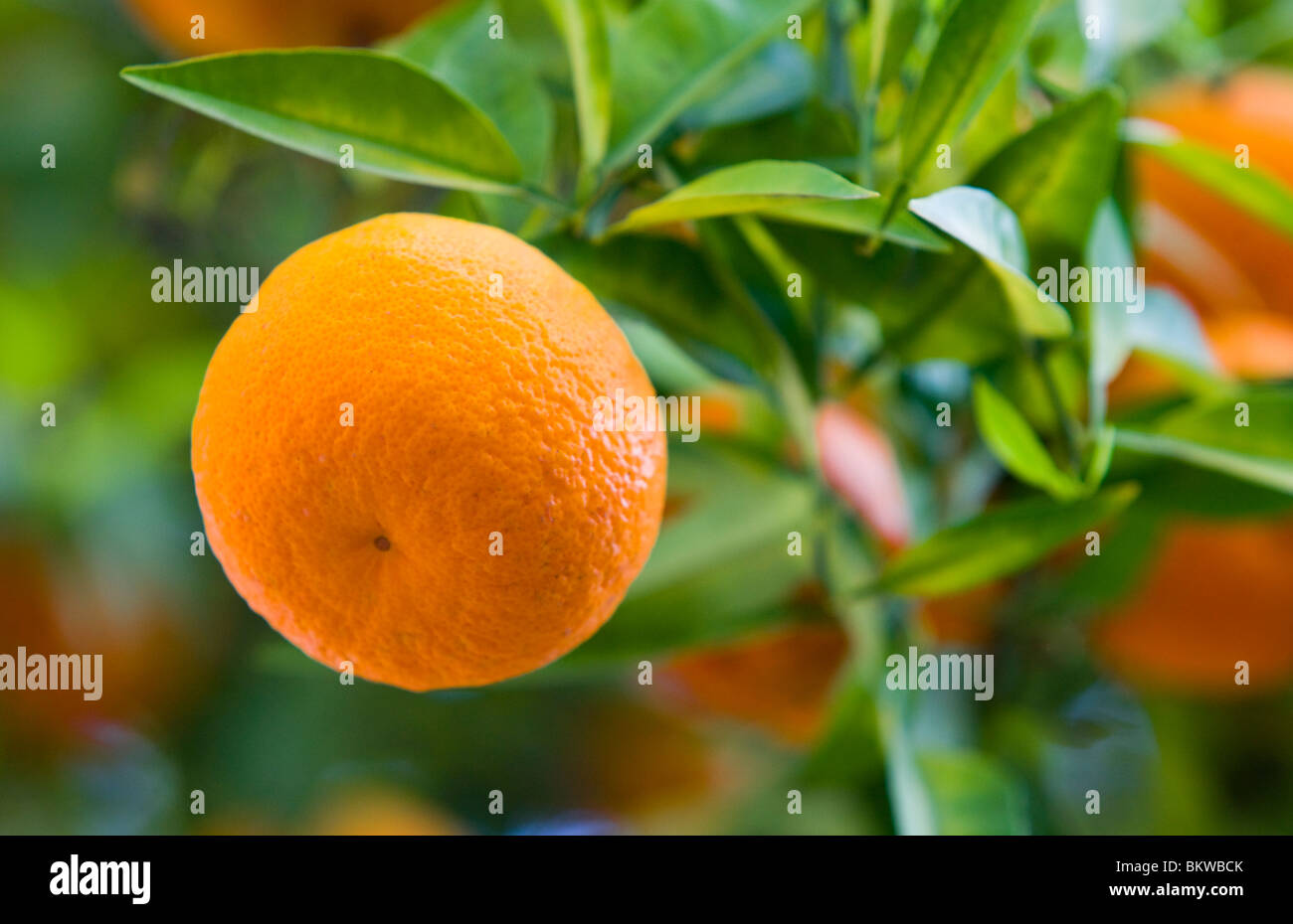 Seville oranges hi-res stock photography and images - Alamy