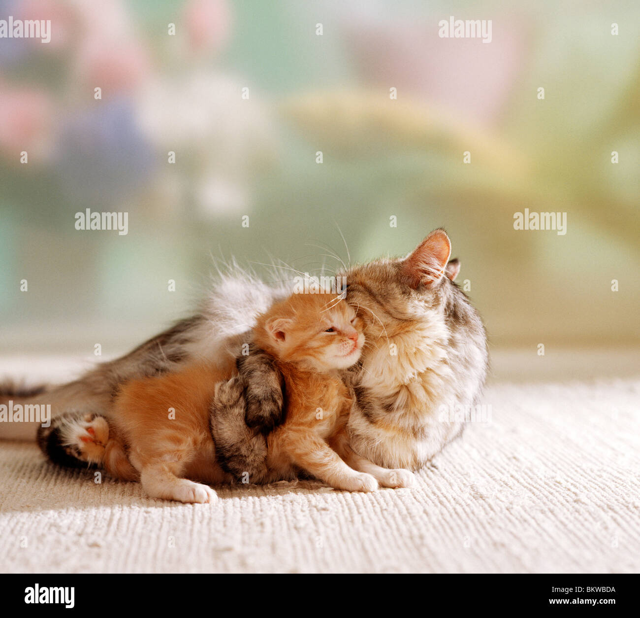 Kitten cuddling with his mother hi-res stock photography and images - Alamy