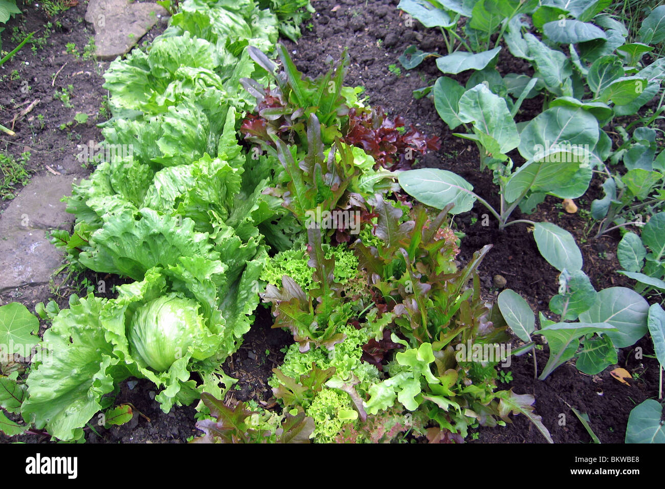 Healthy vegetables growing in a garden Stock Photo - Alamy