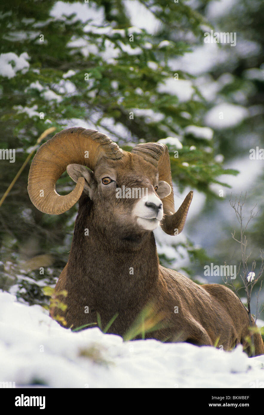 Close up big horn sheep hi-res stock photography and images - Alamy