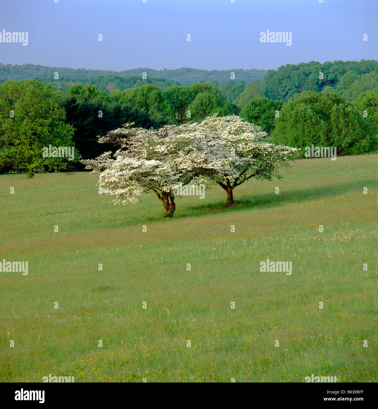 Dogwood trees in springtime bloom, Valley Forge National Historic Park ...