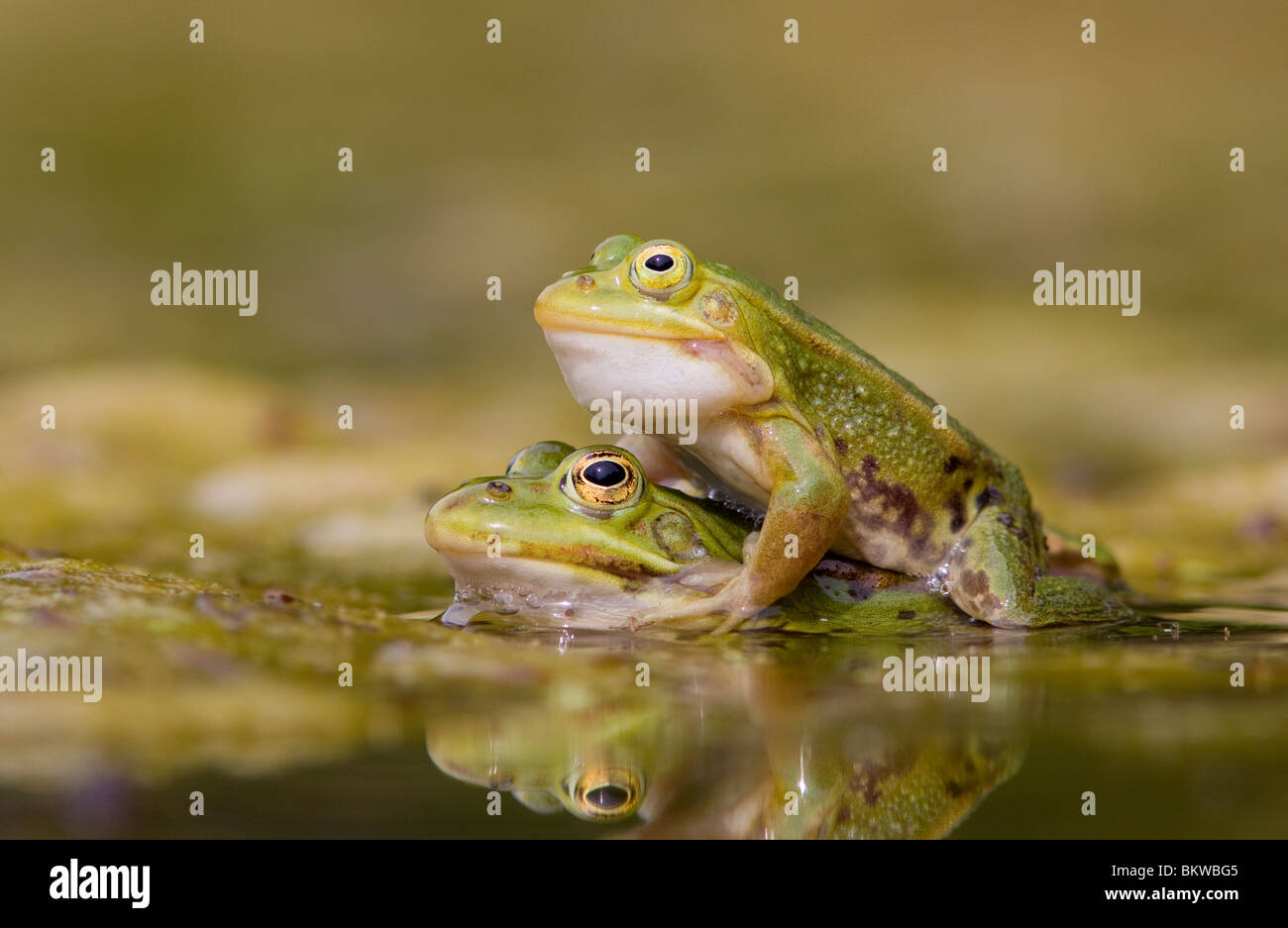Poelkikker hi-res stock photography and images - Alamy