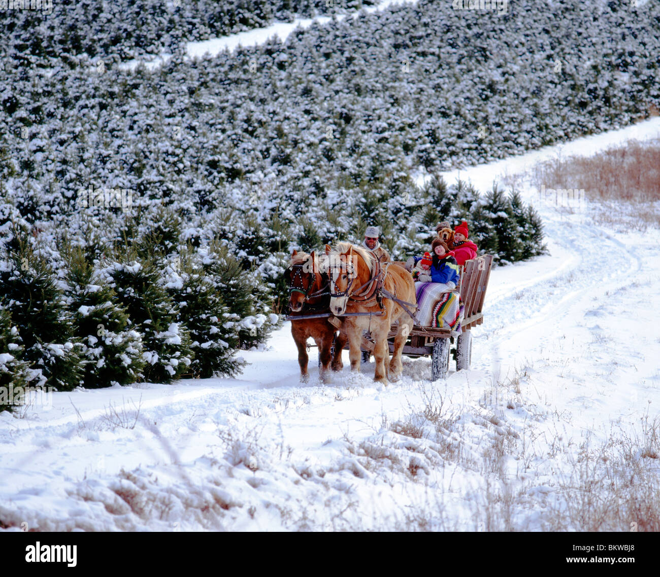 Horse Drawn Christmas Tree Farm at April Langdon blog