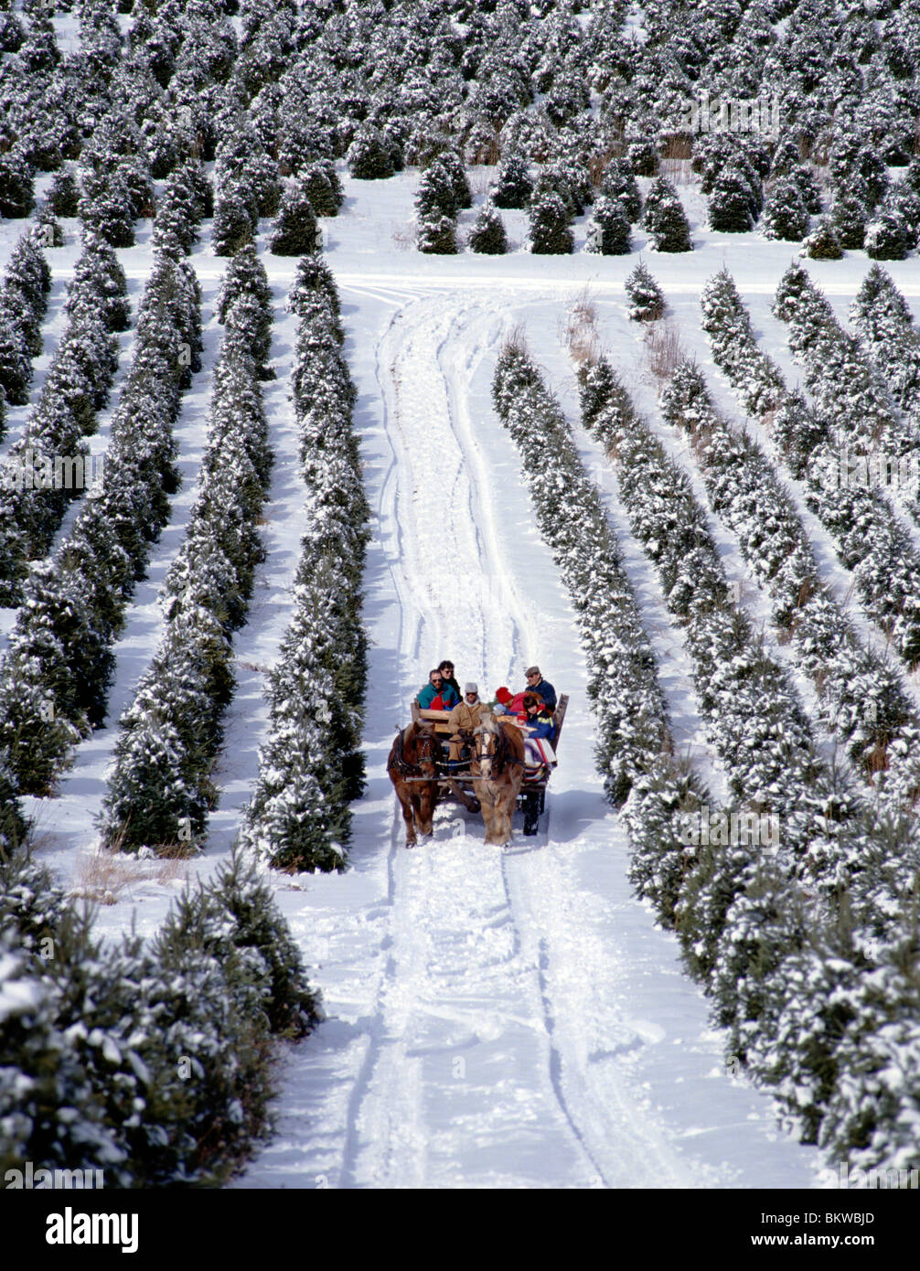 Horse Drawn Christmas Tree Farm at April Langdon blog