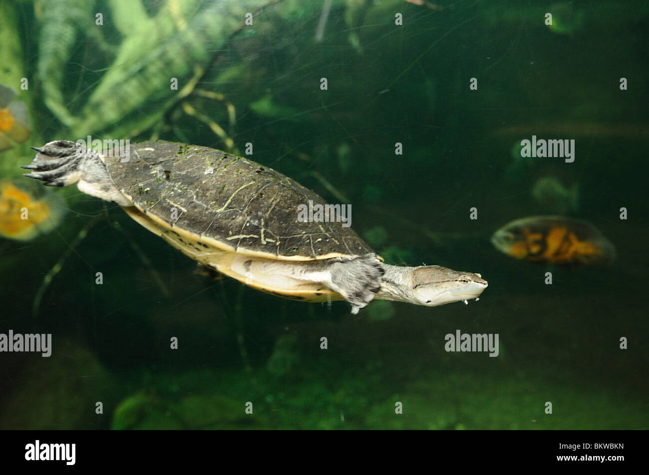 Hilaire's Side-necked Turtle swimming / Phrynops hilarii Stock Photo ...