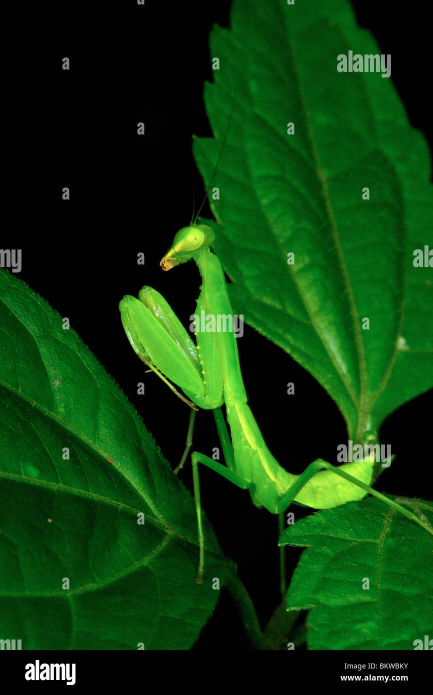 Praying mantis at Khao Ang Rue Nai wildlife sanctuary, in Chachoengsao ...