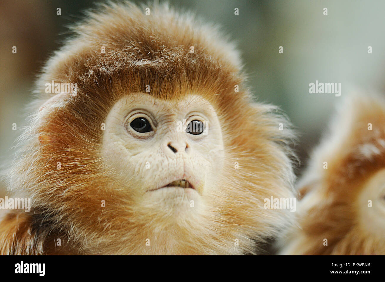 East Javan Lutung (Trachypithecus auratus auratus), portrait Stock ...