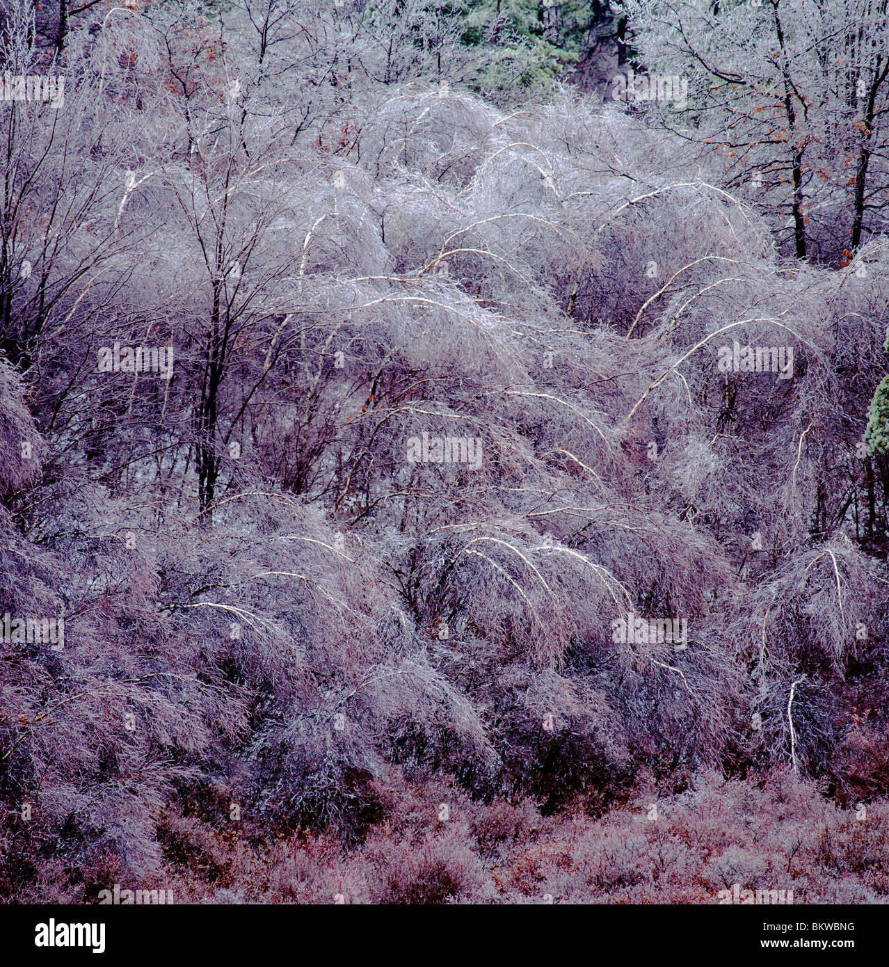 Birch Arch Stock Photos & Birch Arch Stock Images - Alamy