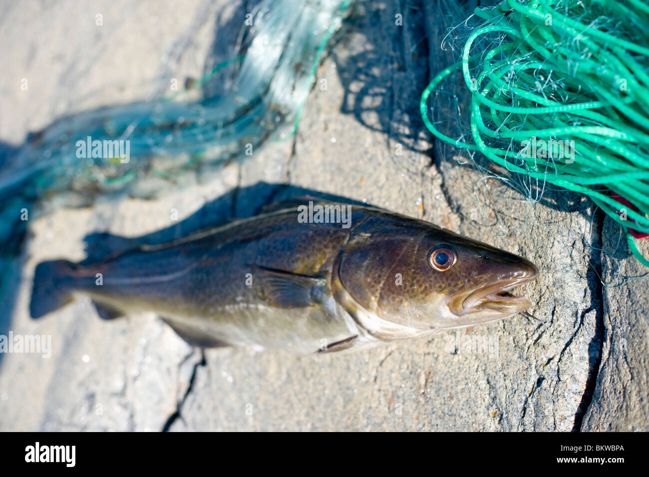 Rock Fish High Resolution Stock Photography and Images - Alamy