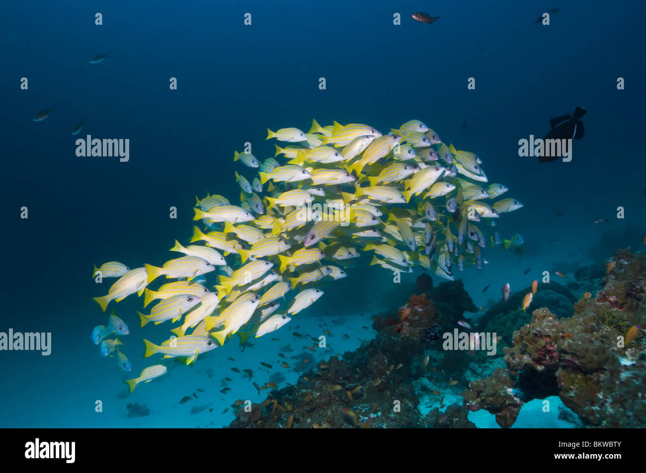 School of Bigeye snappers (Lutjanus lutjanus) on coral reef . Andaman ...
