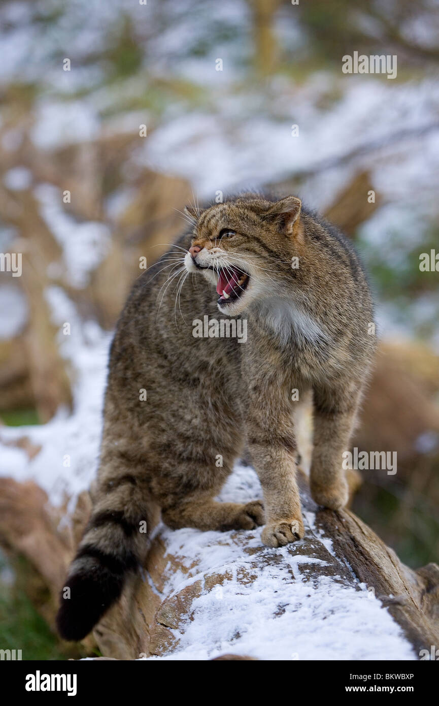 Scottish wildcat tree hi-res stock photography and images - Alamy