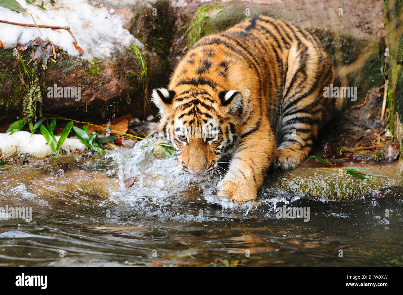 young Siberian Tiger drinking / Panthera tigris Stock Photo - Alamy