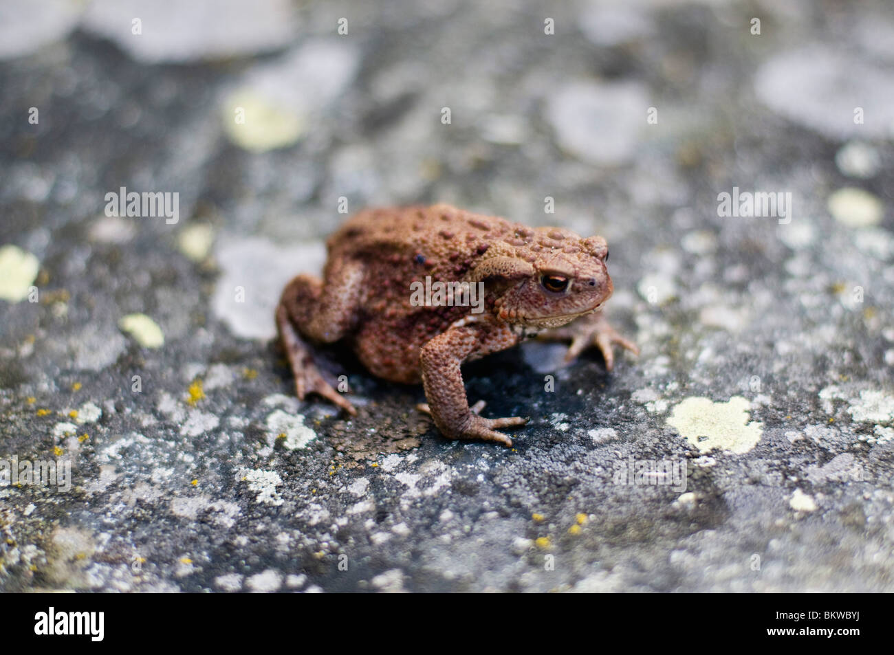 Toad Jumping Stock Photos & Toad Jumping Stock Images - Alamy