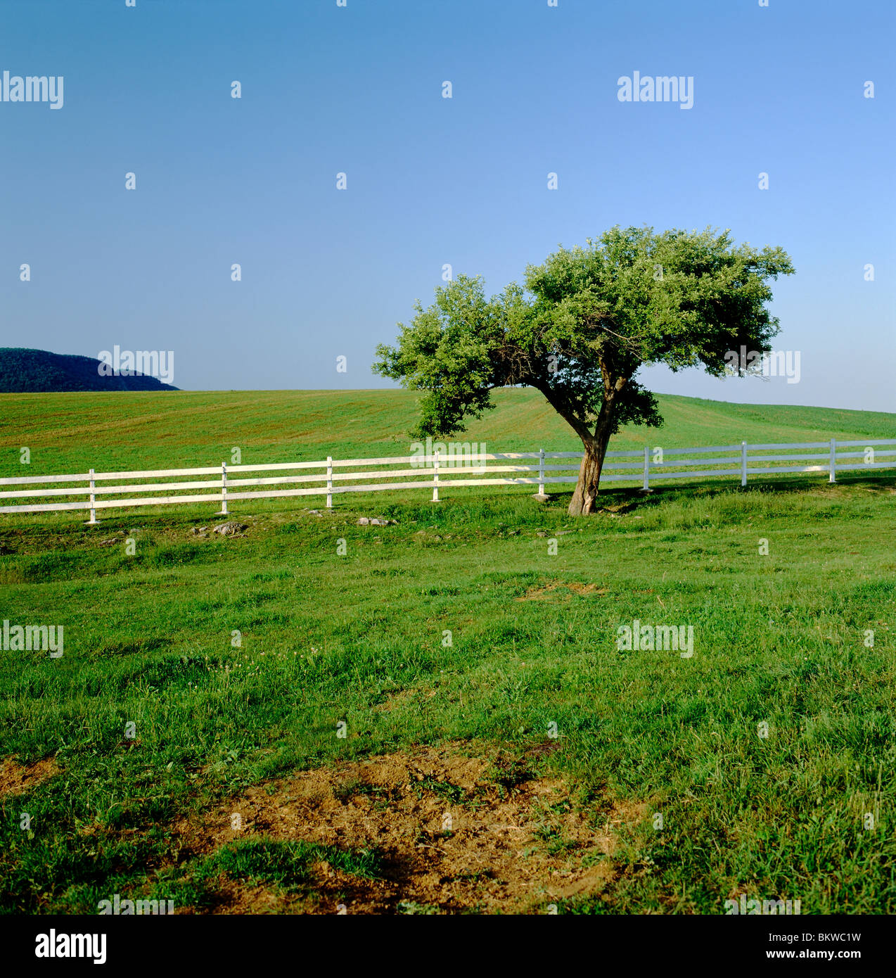 Pasture, fence and loan tree on the Lonely Spot Farm, near Bellefonte ...