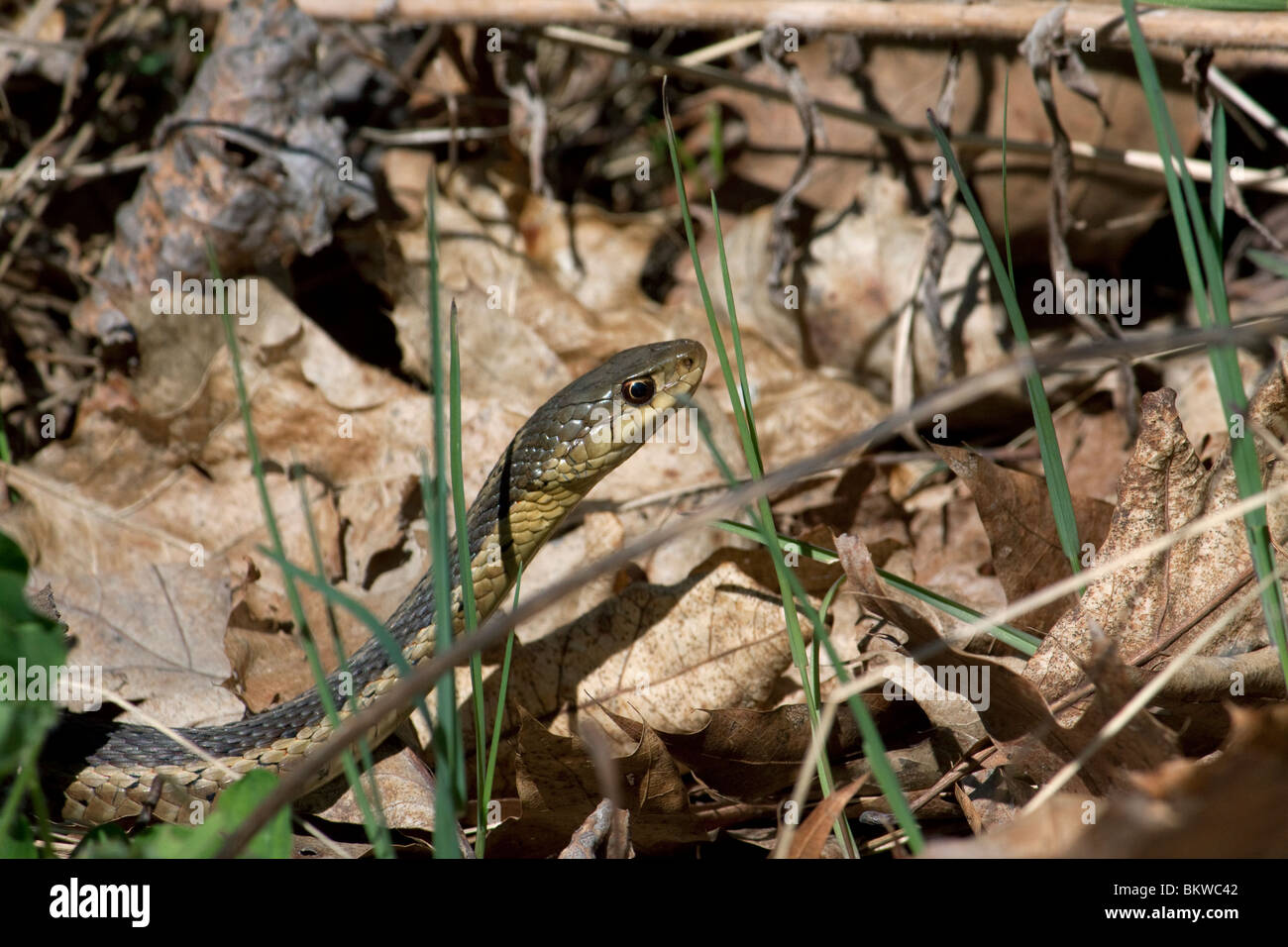 Common or Eastern Garter Snake Thamnophis sirtalis hunting Eastern ...