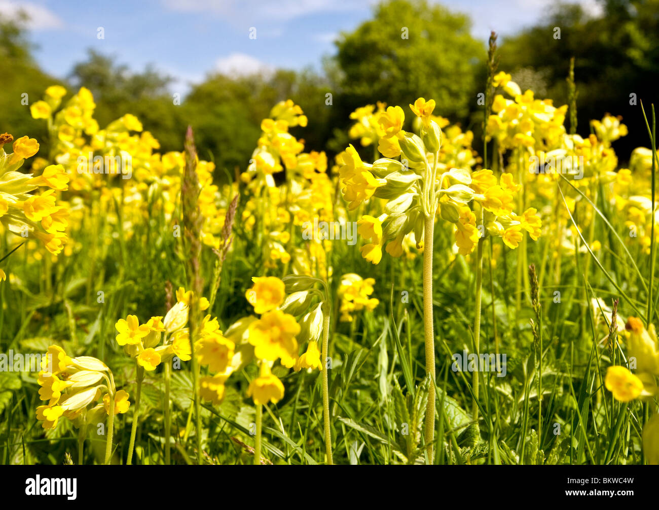 Cowslips in meadow Oxfordshire Stock Photo - Alamy