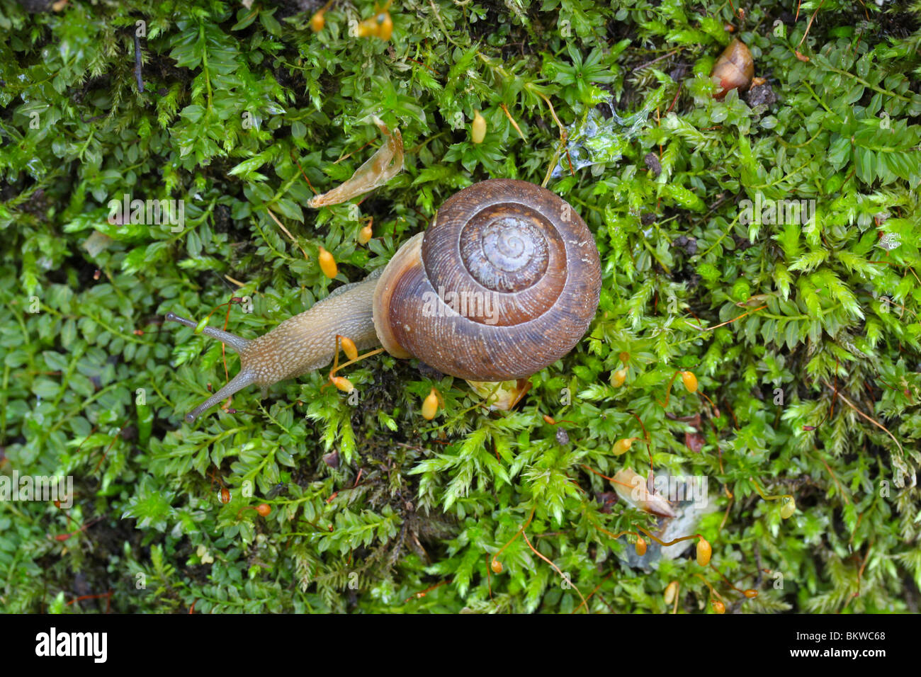 Land Snail (Haplotrema concavum) on mossy log Deciduous Forest Eastern ...