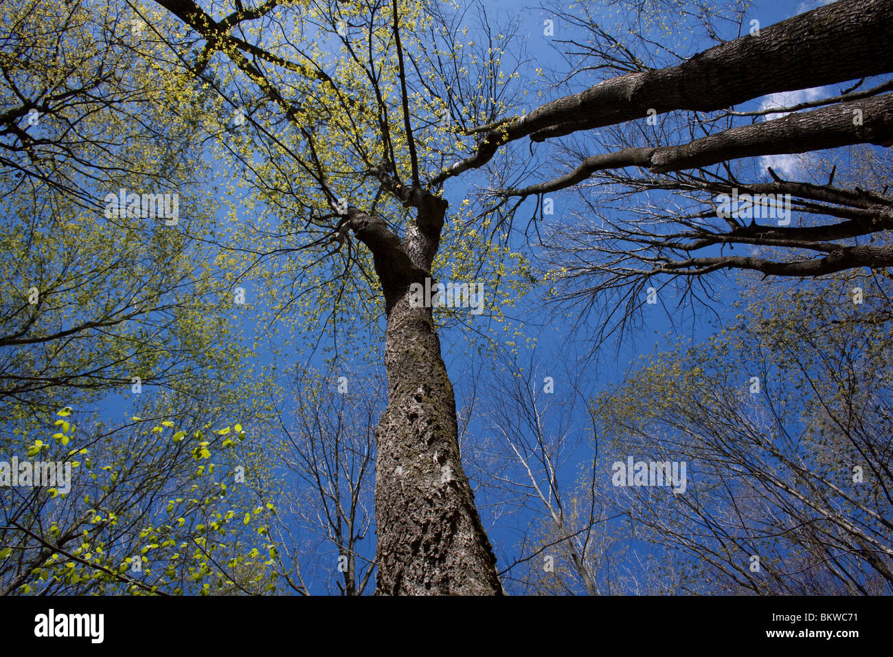 Eastern deciduous forest canopy hi-res stock photography and images - Alamy
