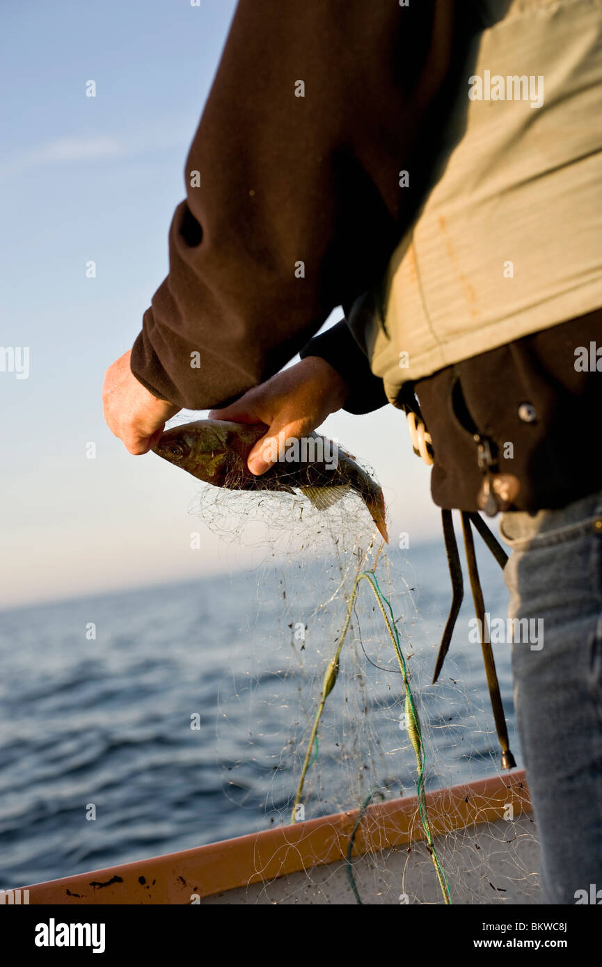 Removing Fish High Resolution Stock Photography and Images - Alamy