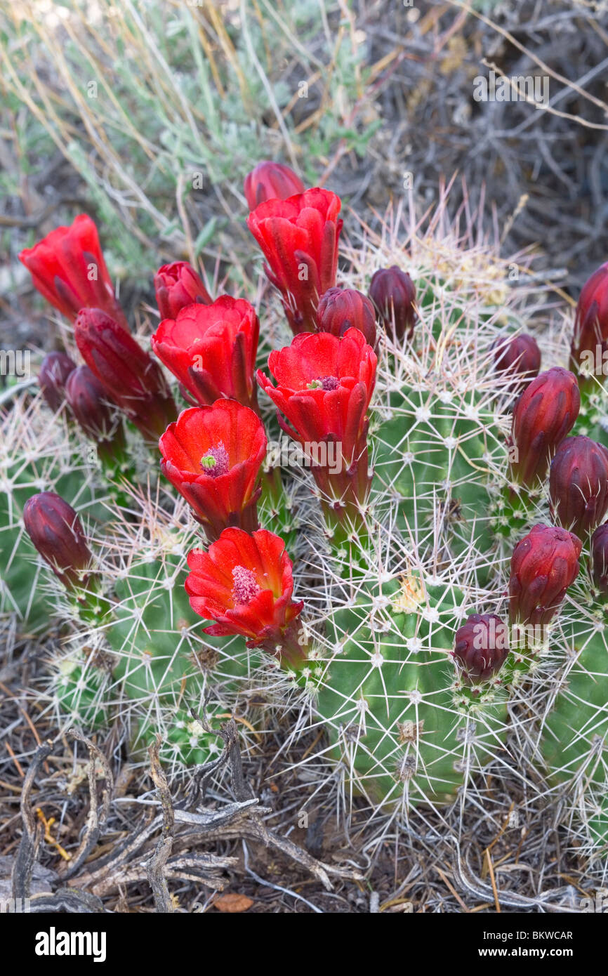 Hedgehog Cactus Echinocereus triglochidiatus blooming Stock Photo - Alamy