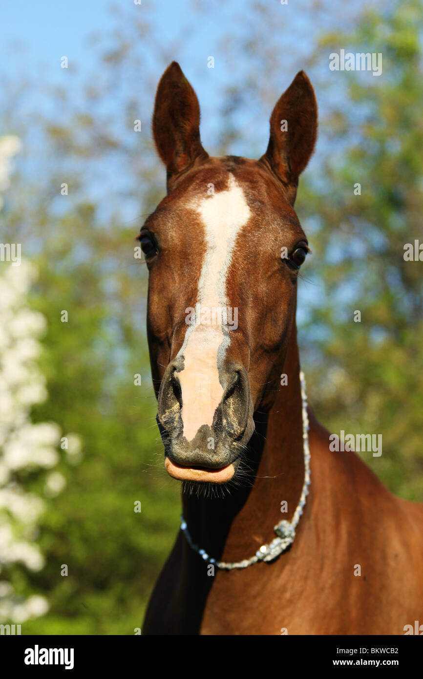 Achal-Teke horse portrait Stock Photo - Alamy