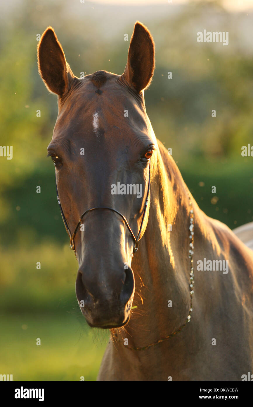 Achal-Teke horse portrait Stock Photo - Alamy