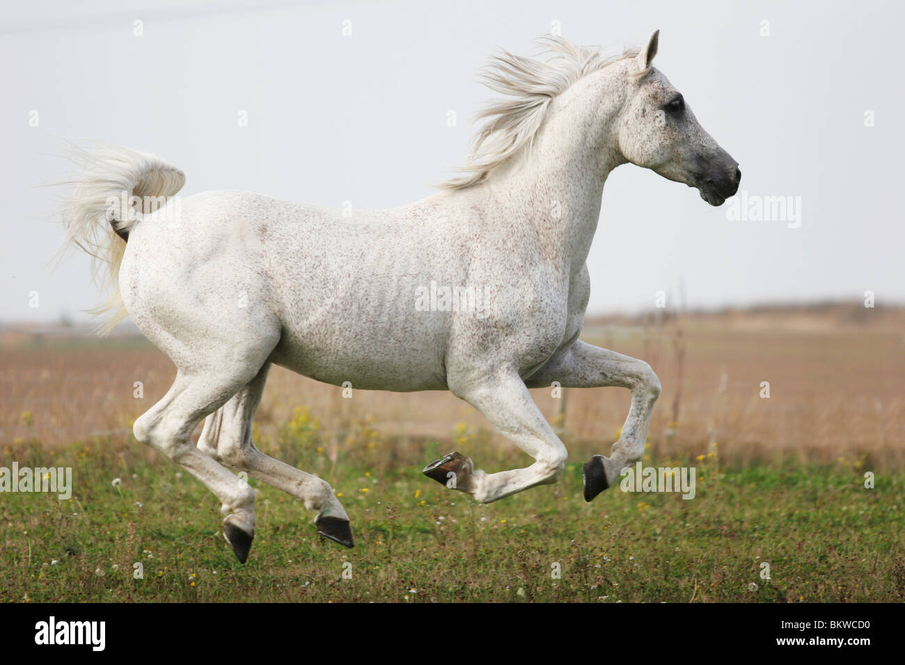 Arabian horse stallion galloping Stock Photo - Alamy