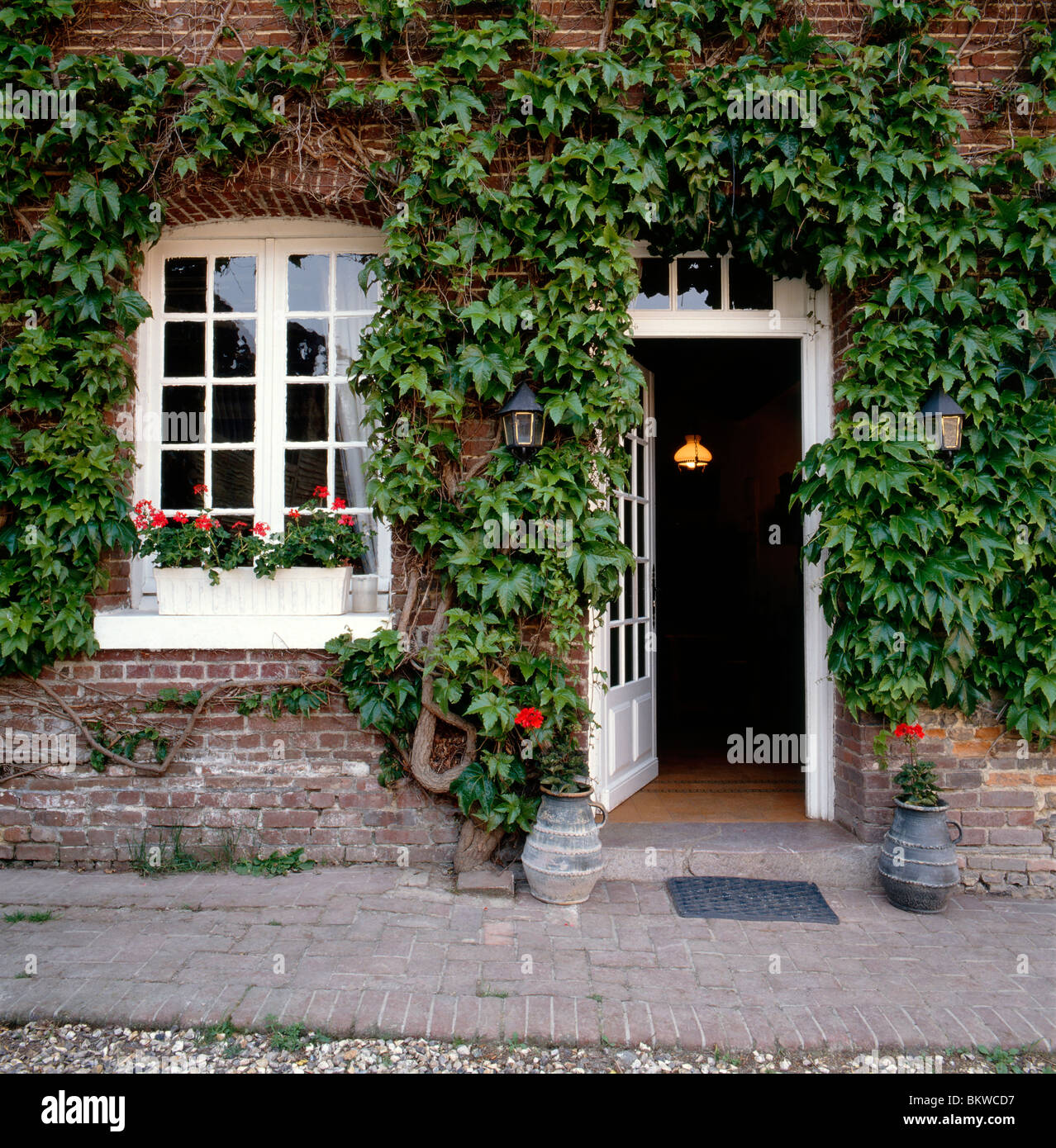 Lush green ivy vines around a window & door of an 1825 farmhouse and ...