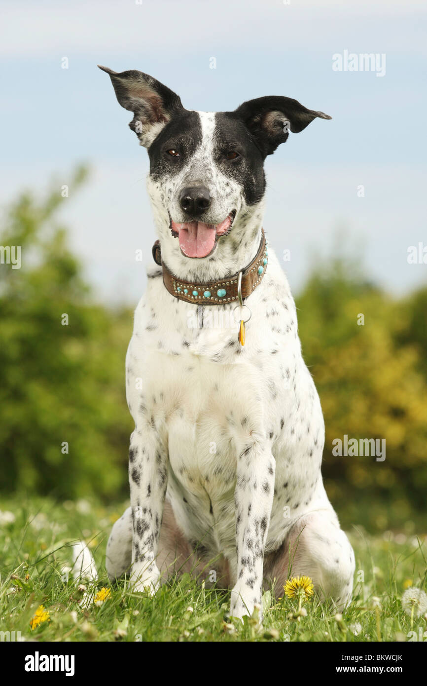 half breed dog sitting meadow Stock Photo - Alamy