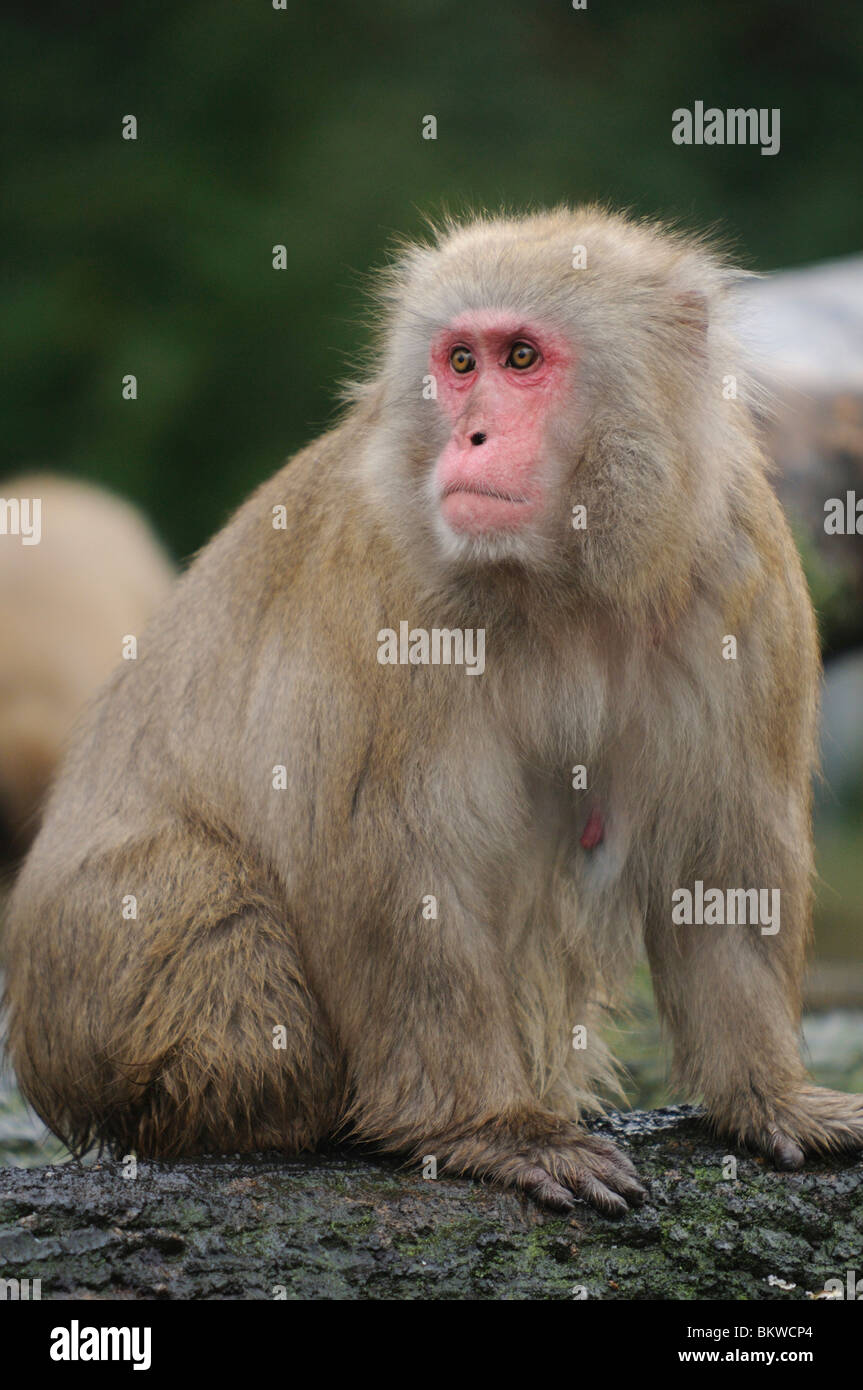 Japanese macaques tree hi-res stock photography and images - Alamy