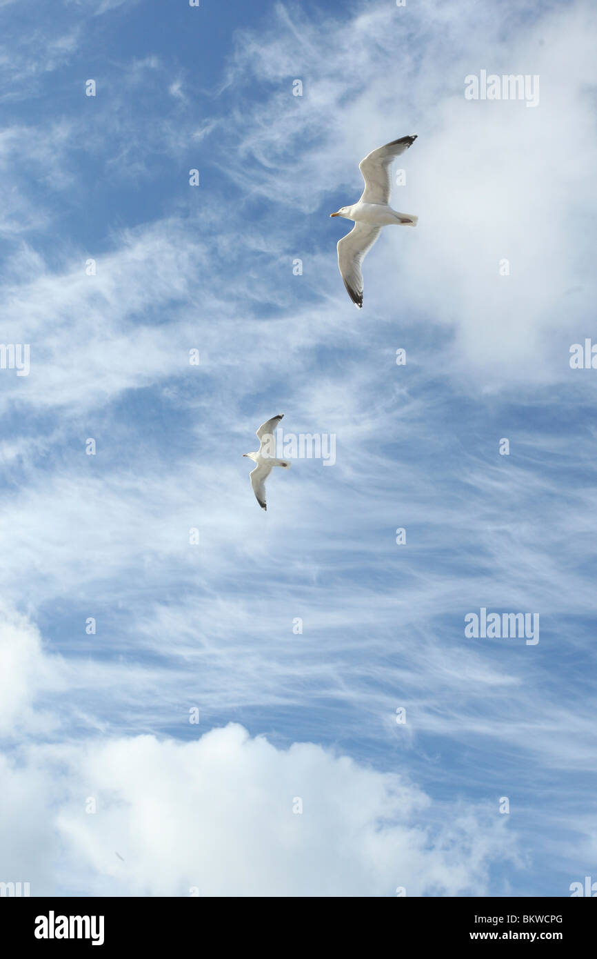 two gulls flying Stock Photo - Alamy