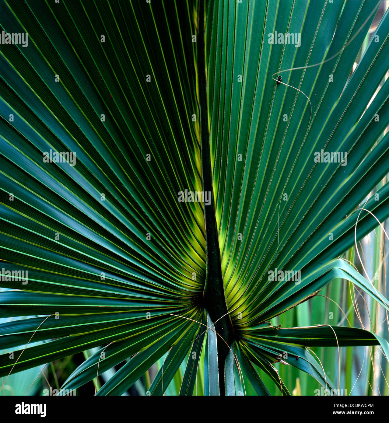 Fan leaf tree hi-res stock photography and images - Alamy